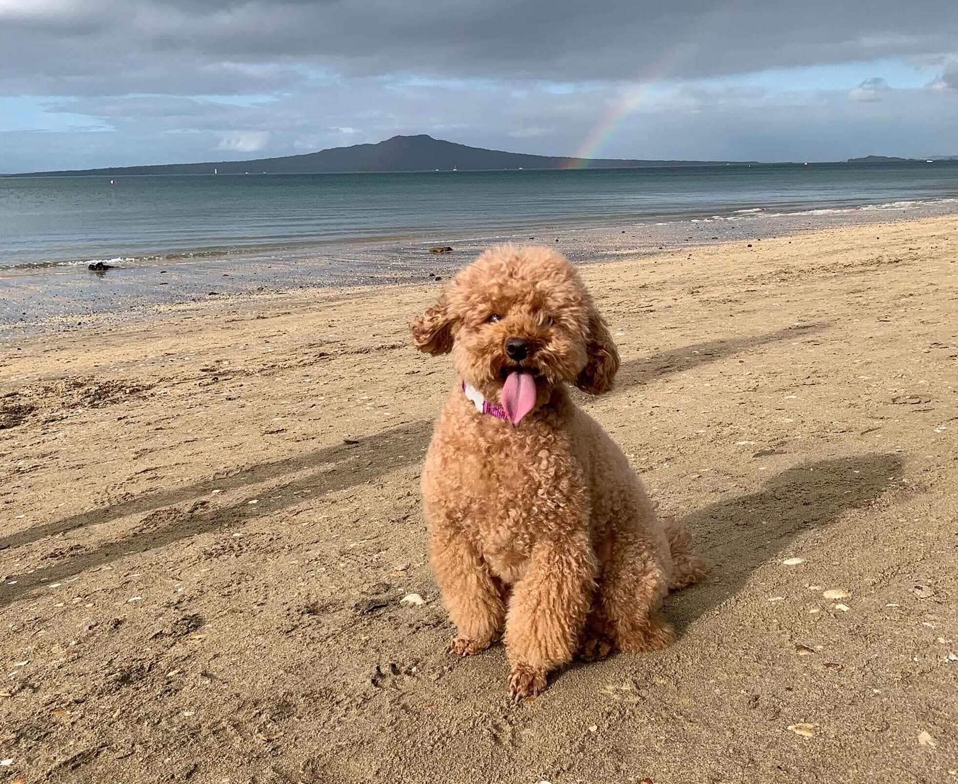 5 reasons why dogs are great for your wellbeing